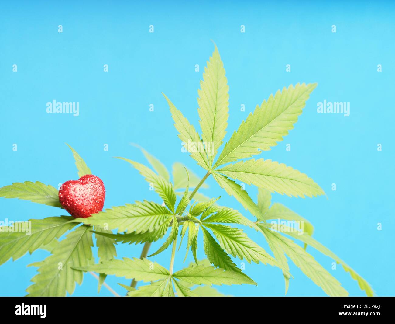marijuana growing plant hemp red heart sign. cannabis love Stock Photo - Alamy