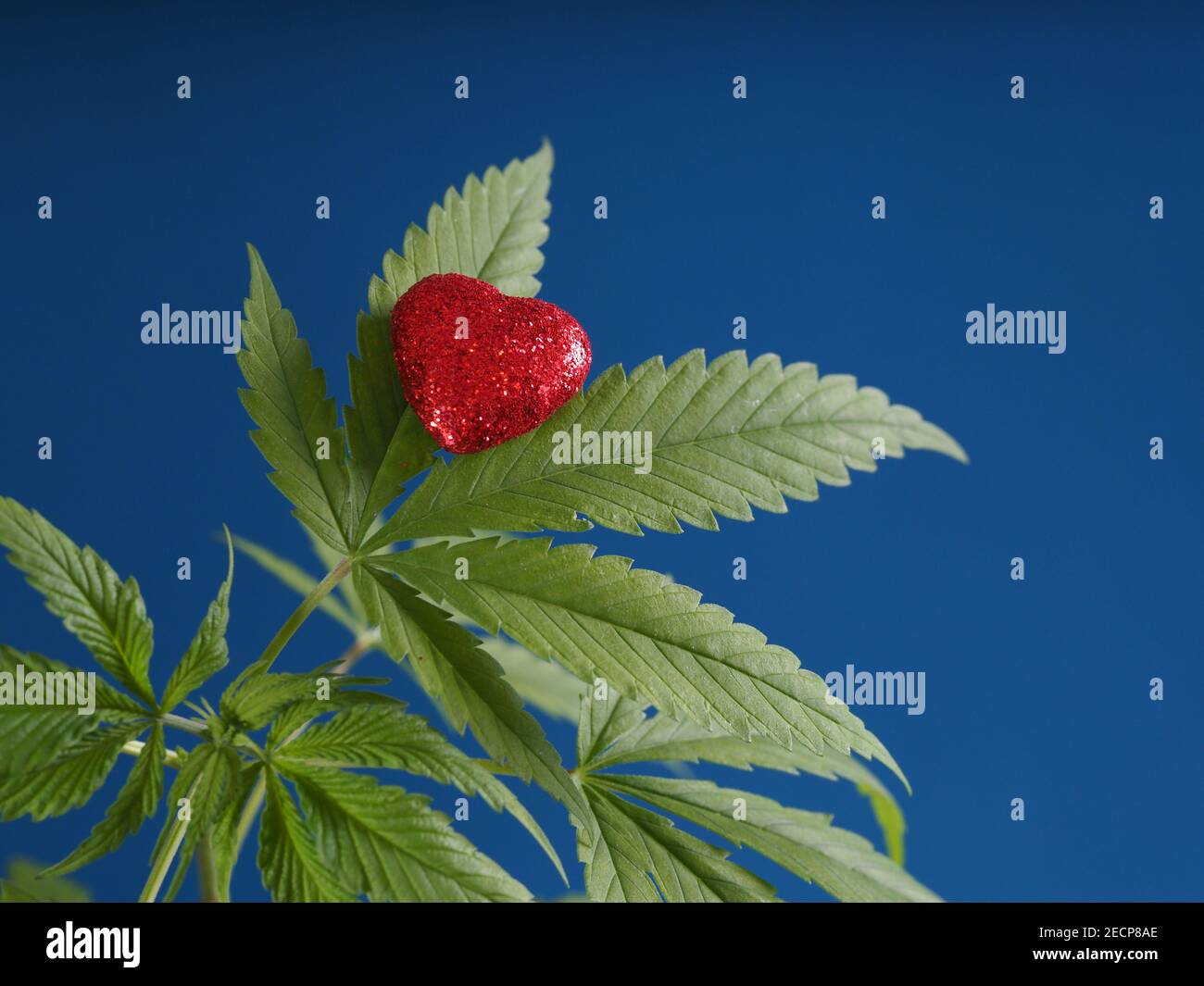 marijuana growing plant hemp red heart sign. cannabis love Stock Photo - Alamy
