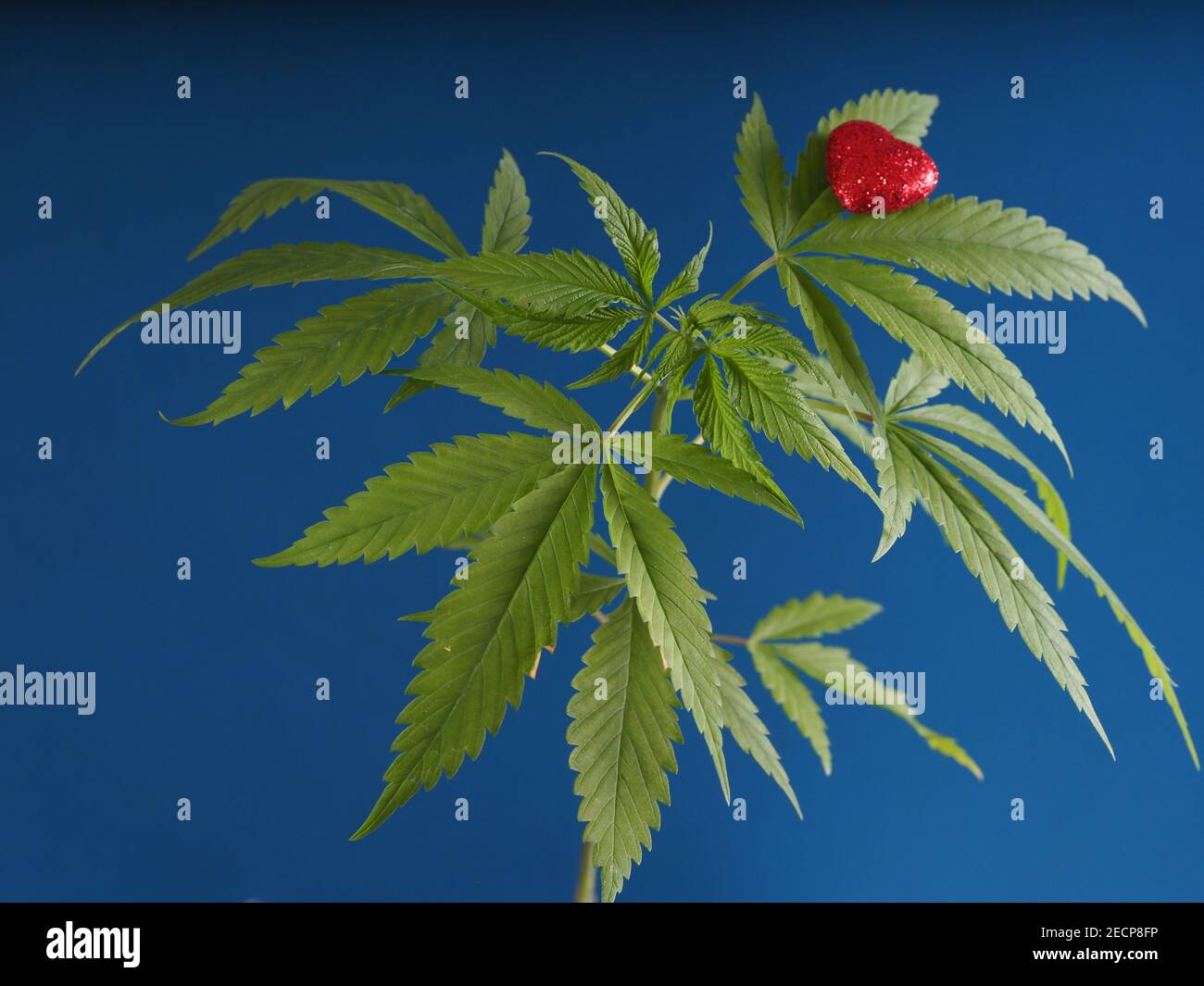 marijuana growing plant hemp red heart sign. cannabis love Stock Photo - Alamy