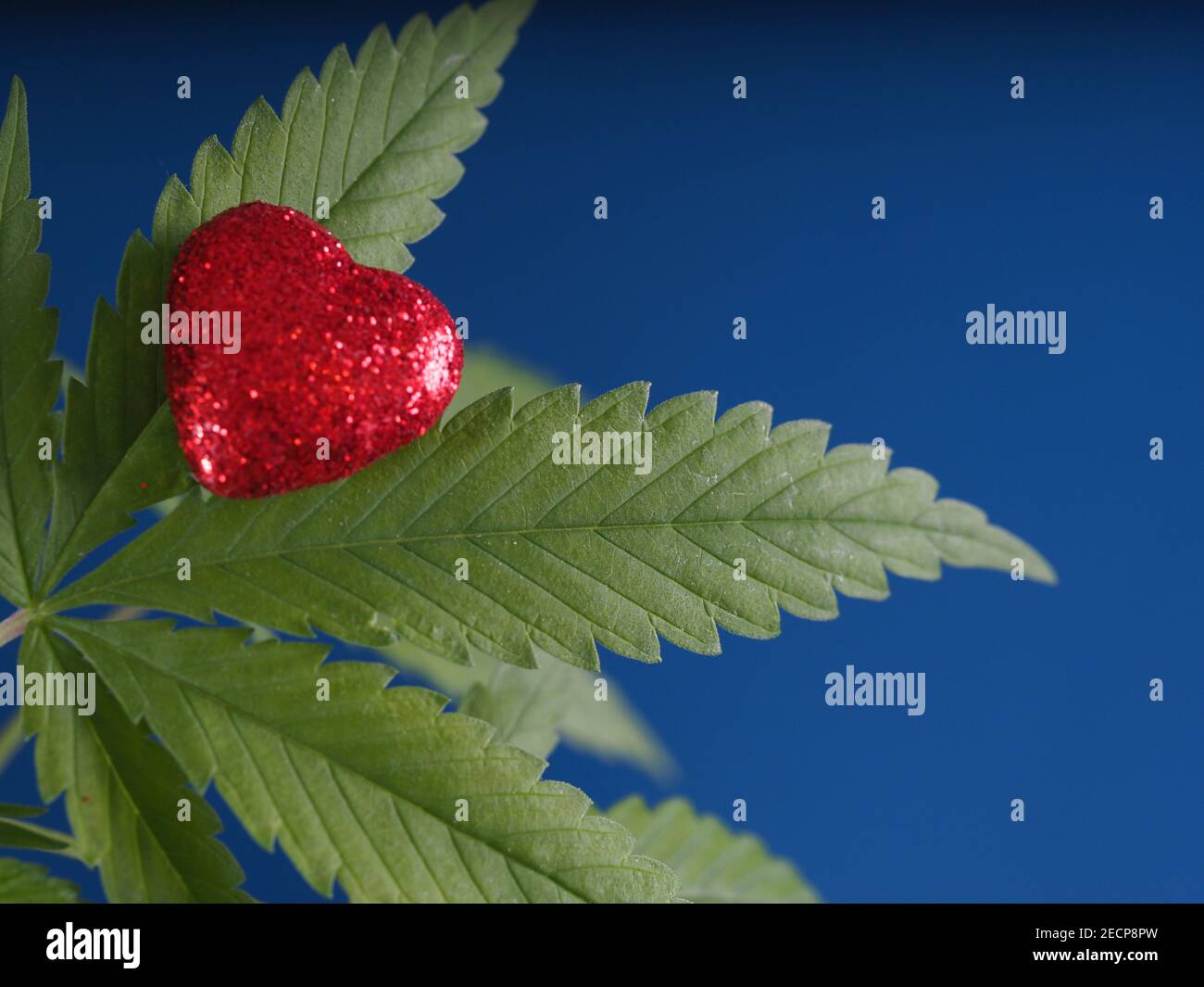 marijuana growing plant hemp red heart sign. cannabis love Stock Photo - Alamy