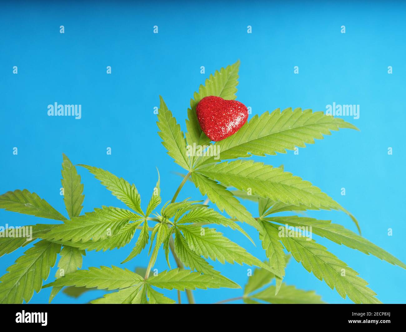 marijuana growing plant hemp red heart sign. cannabis love Stock Photo - Alamy