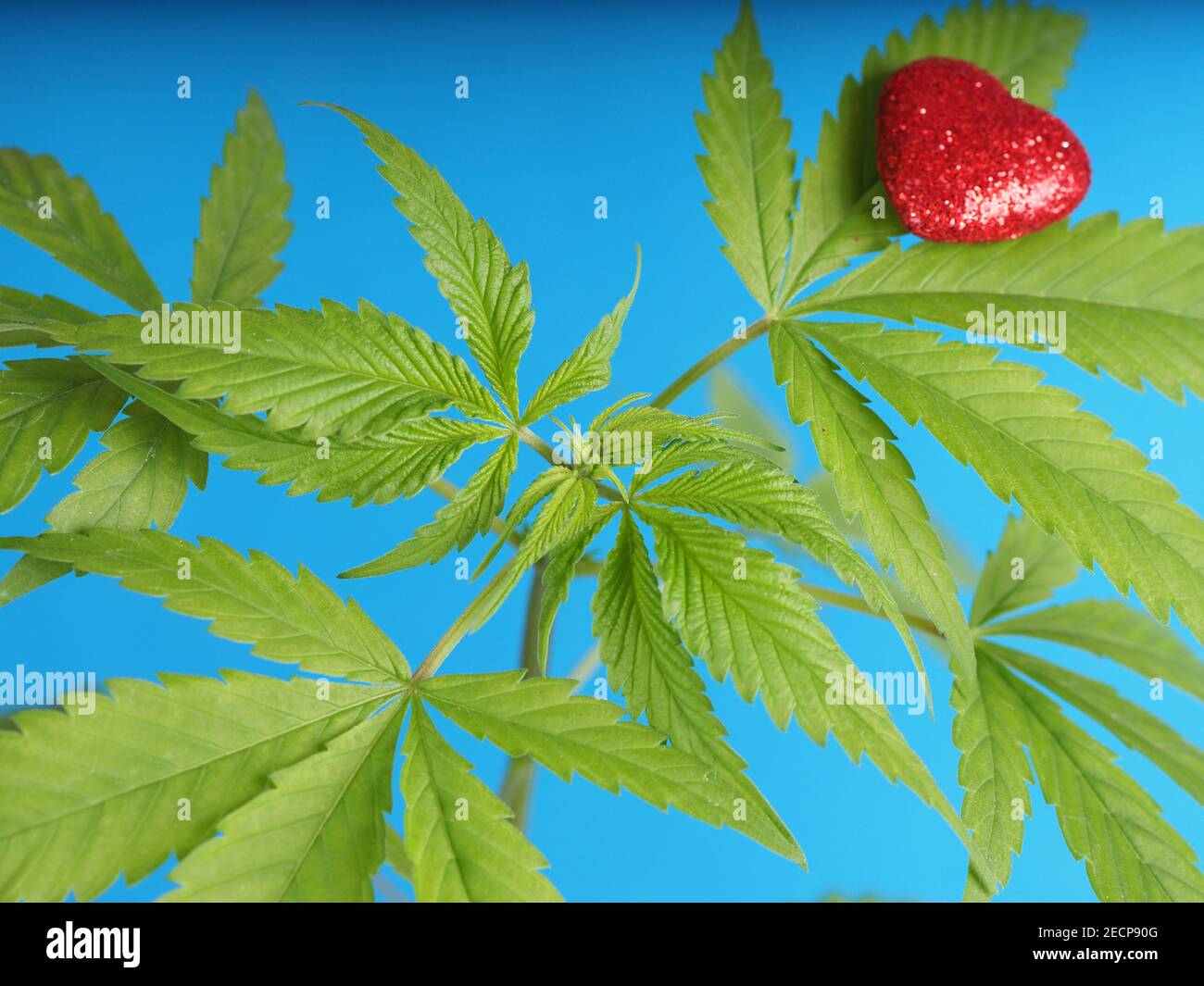 marijuana growing plant hemp red heart sign. cannabis love Stock Photo - Alamy