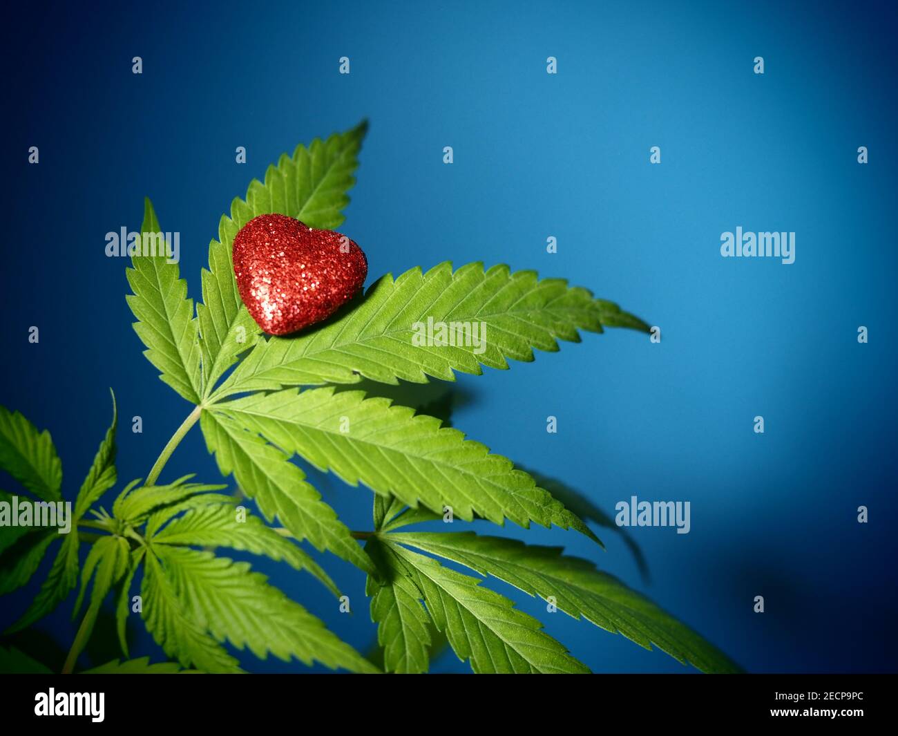 marijuana growing plant hemp red heart sign. cannabis love Stock Photo - Alamy
