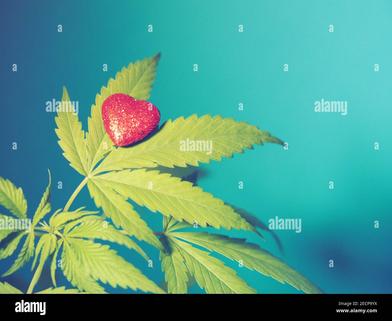marijuana growing plant hemp red heart sign. cannabis love Stock Photo - Alamy