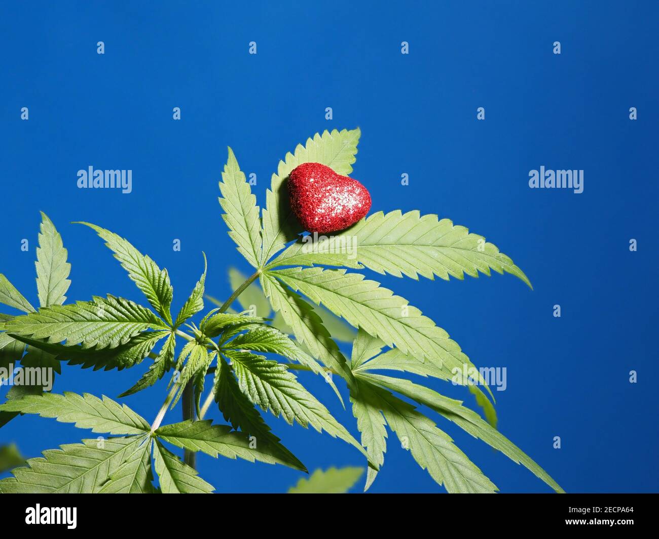 marijuana growing plant hemp red heart sign. cannabis love Stock Photo - Alamy
