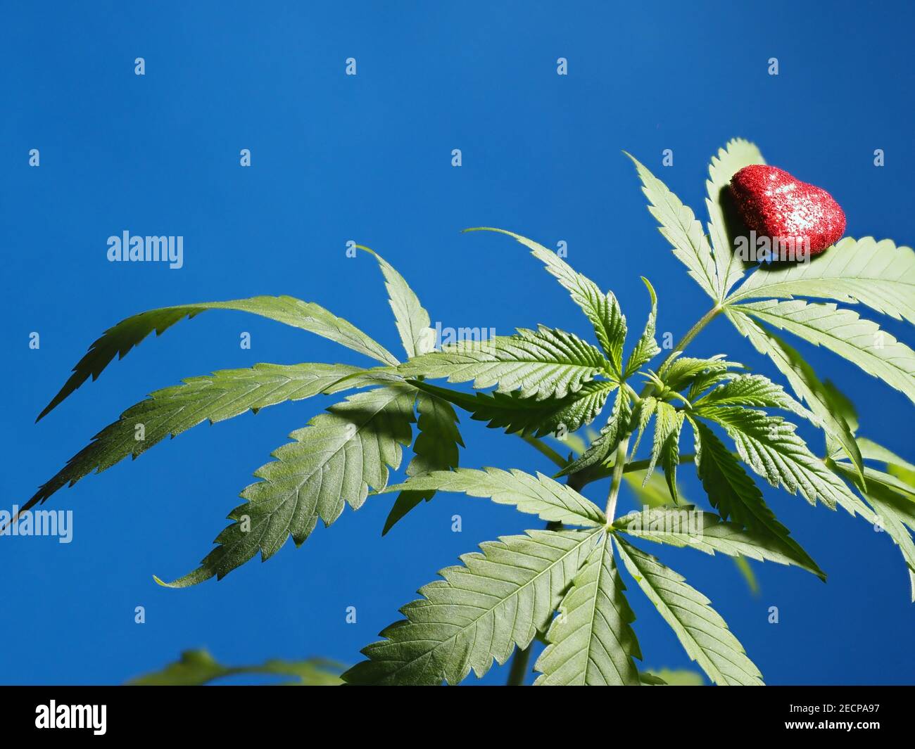 marijuana growing plant hemp red heart sign. cannabis love Stock Photo - Alamy