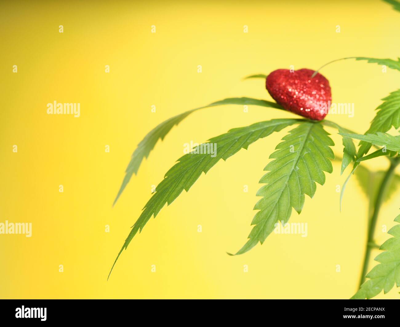 Marijuana heart health hi-res stock photography and images - Alamy
