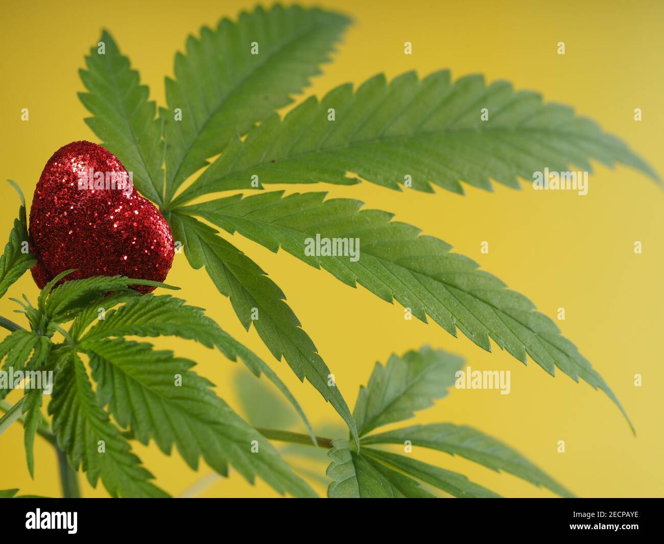 marijuana growing plant hemp red heart sign. cannabis love Stock Photo - Alamy