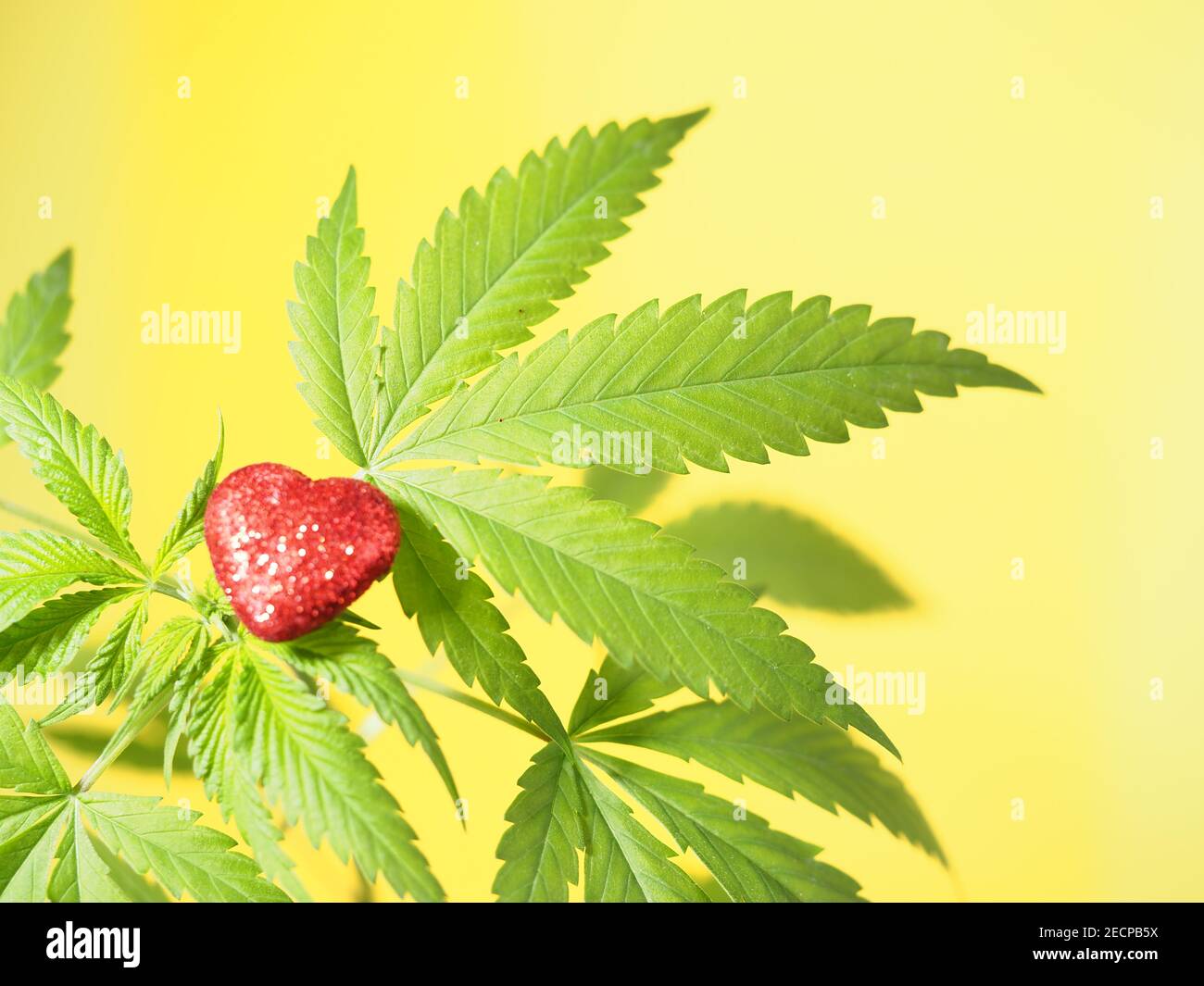 marijuana growing plant hemp red heart sign. cannabis love Stock Photo - Alamy