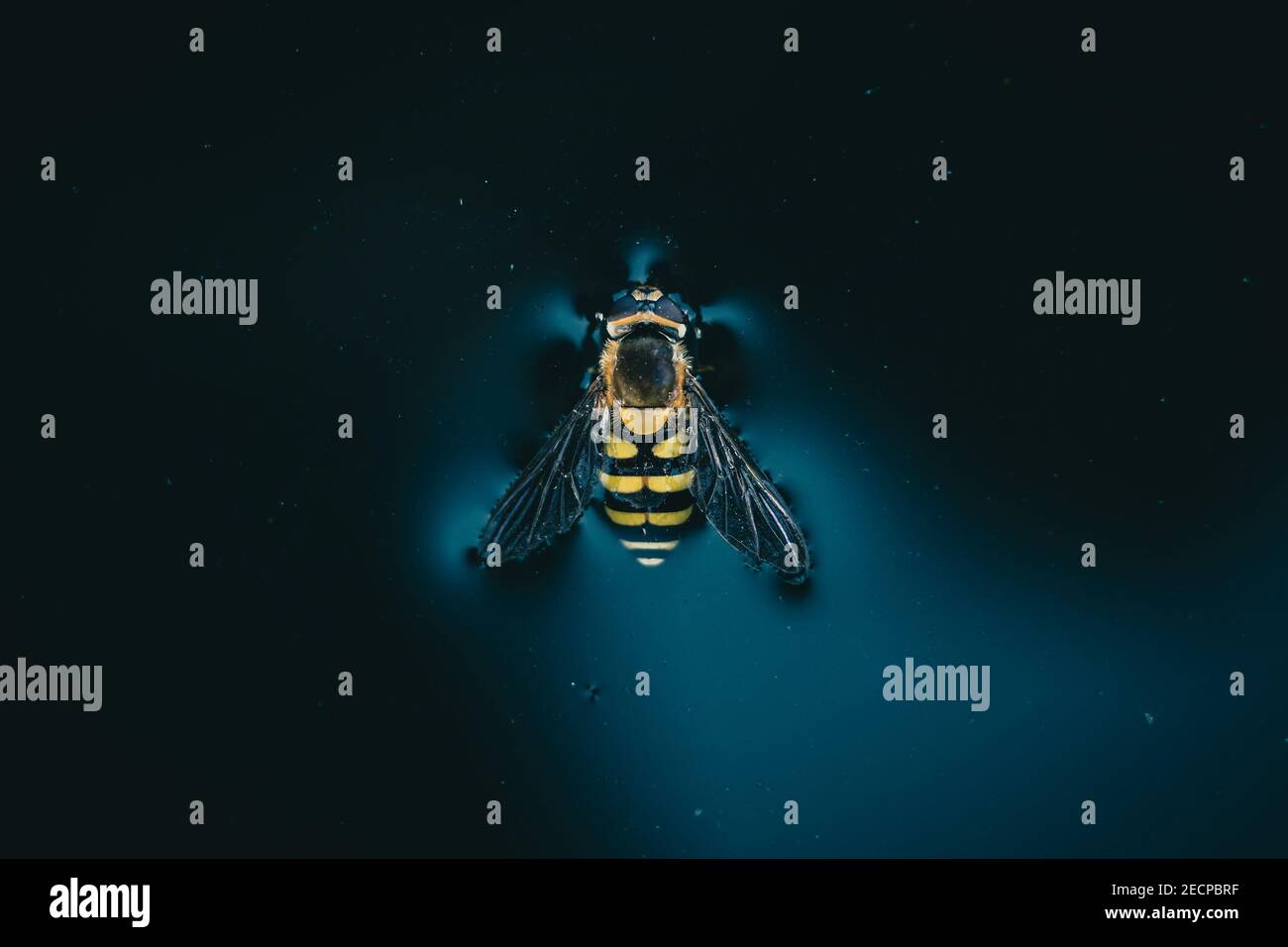 Wasp top view insect hi-res stock photography and images - Alamy
