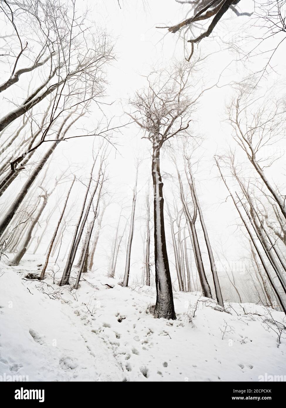 Snowy shape in the northern wood. Snow forest outlines in heavy fog and ...