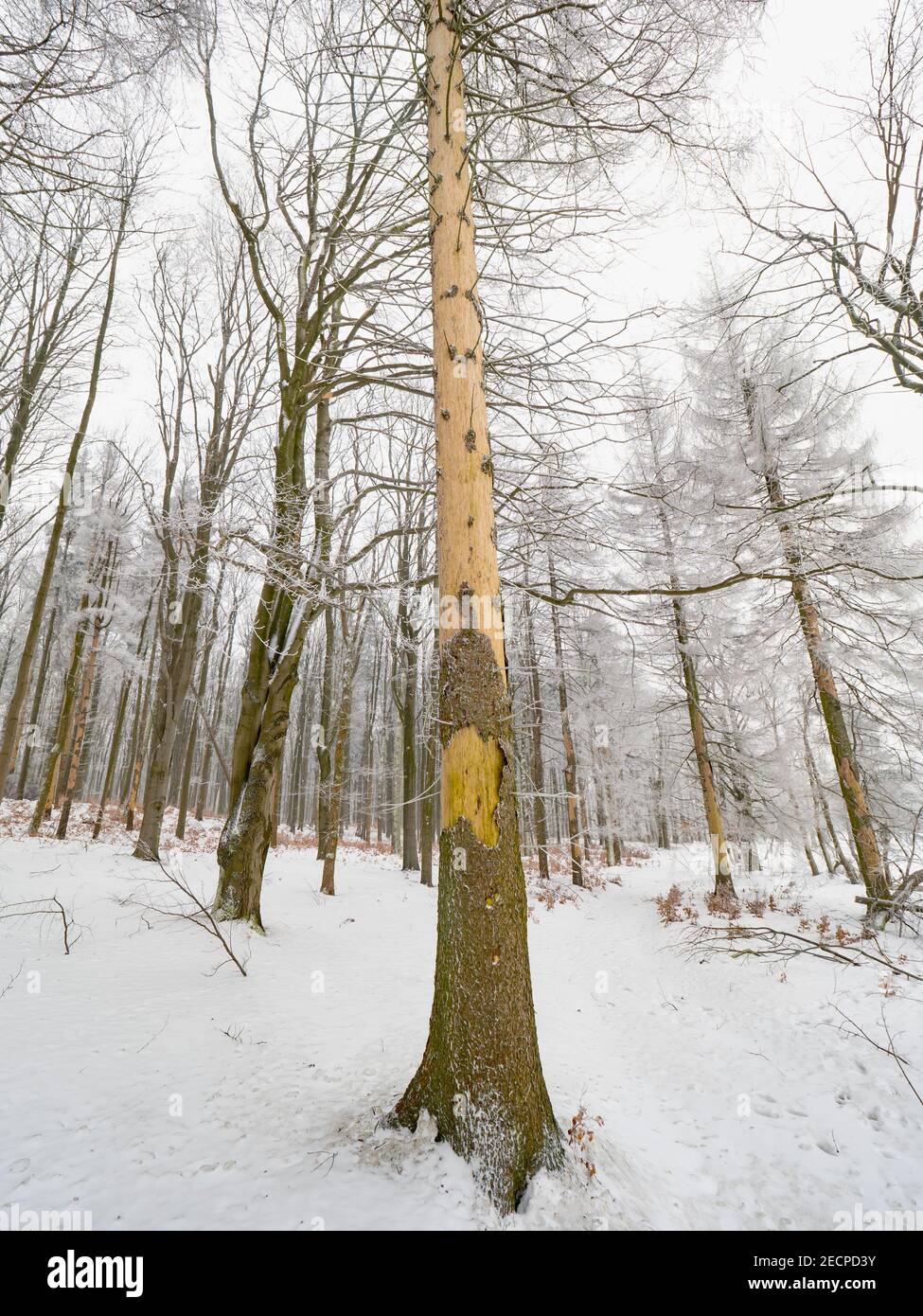 Timber Beetle High Resolution Stock Photography and Images - Alamy