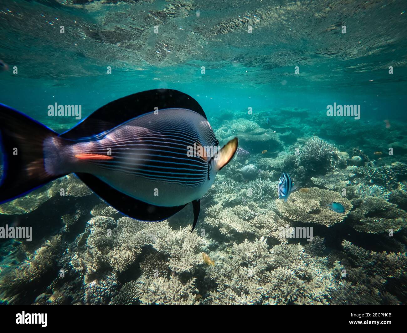 Wonderful and beautiful underwater world with corals and tropical fish ...