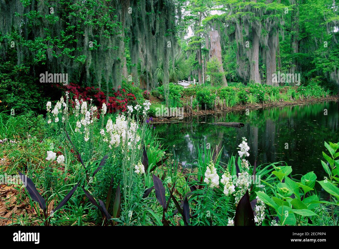 Magnolia plantation and gardens hi-res stock photography and images - Alamy