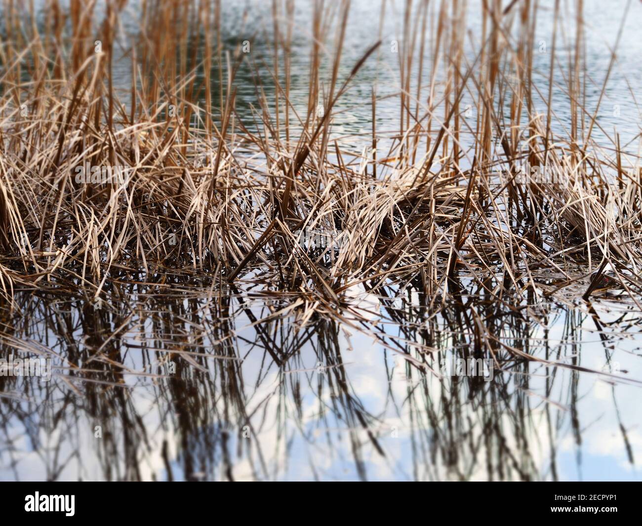Water reeds growing in a lake in Tokyo, Japan Stock Photo - Alamy