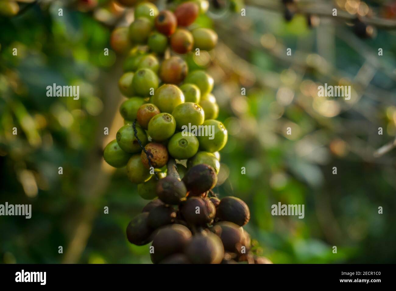 fresh ripe coffee beans on a branch Stock Photo - Alamy