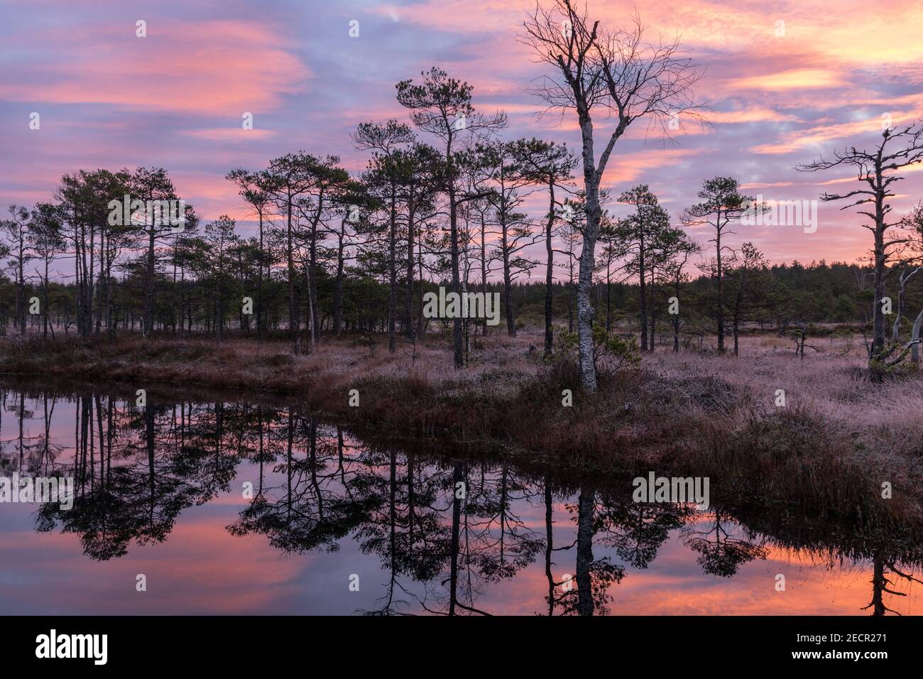 colorful sunrise over bog, dusk hour, dark swamp tree silhouettes ...