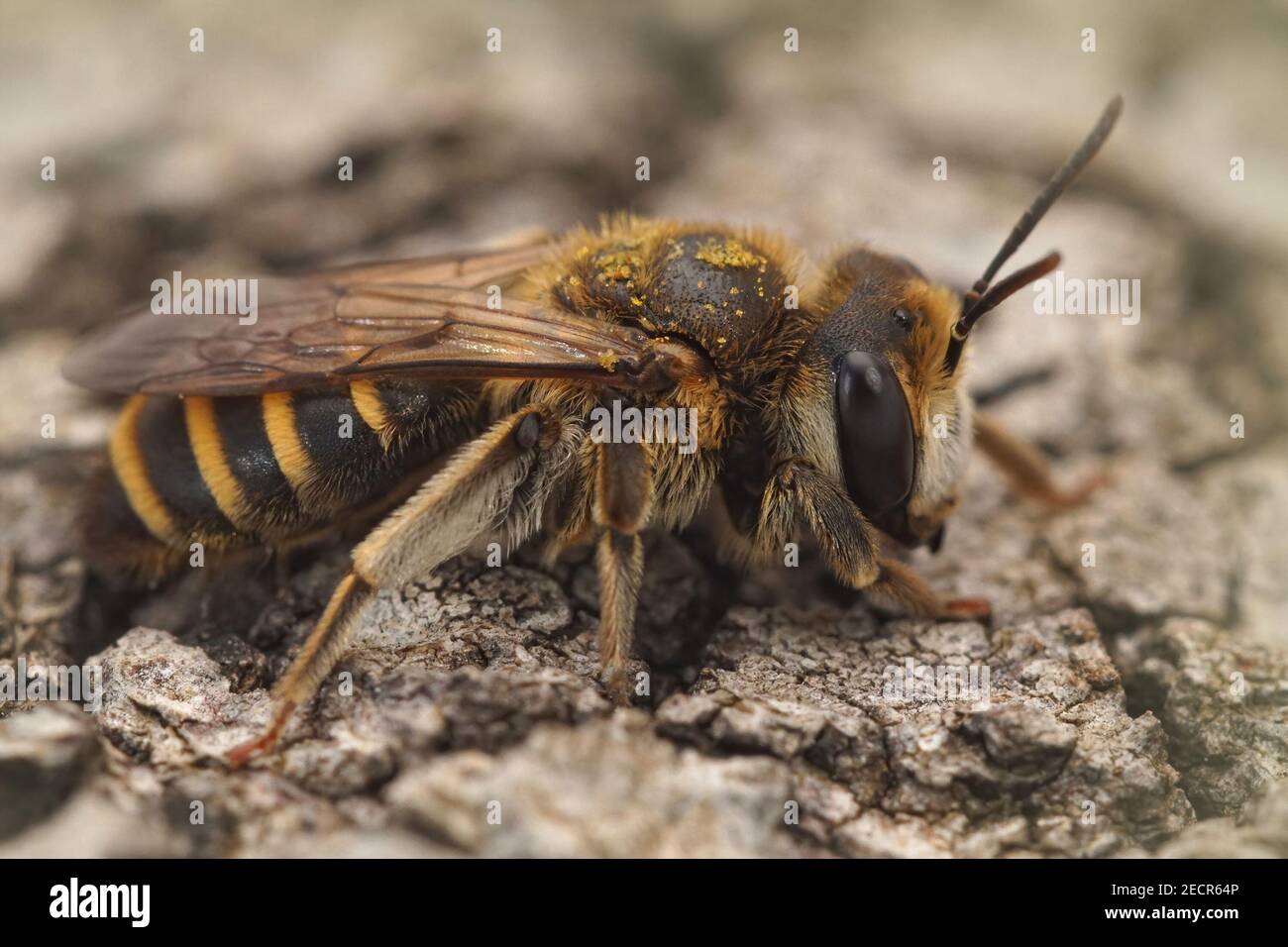 Closeup of a female mining bee , Andrena variabilis , from Gard, France ...