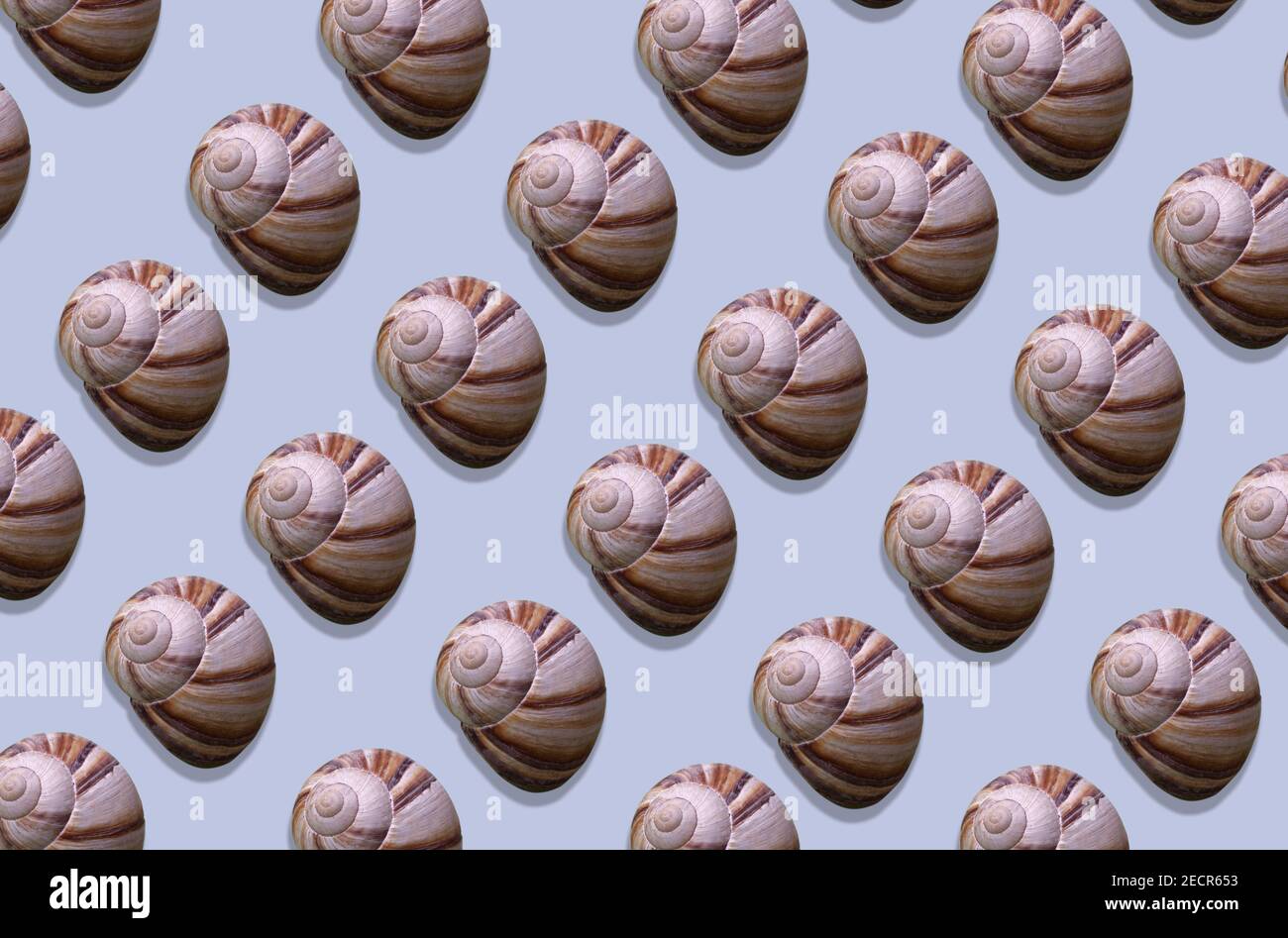 Pink sea shell on light blue background. Summer season and sea vacation ...