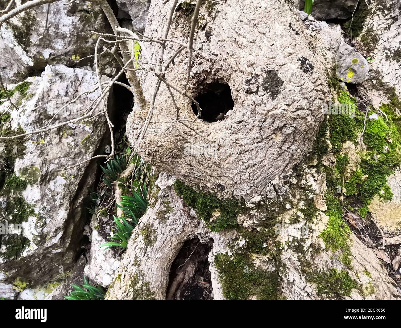 Tree roots hole hi-res stock photography and images - Alamy
