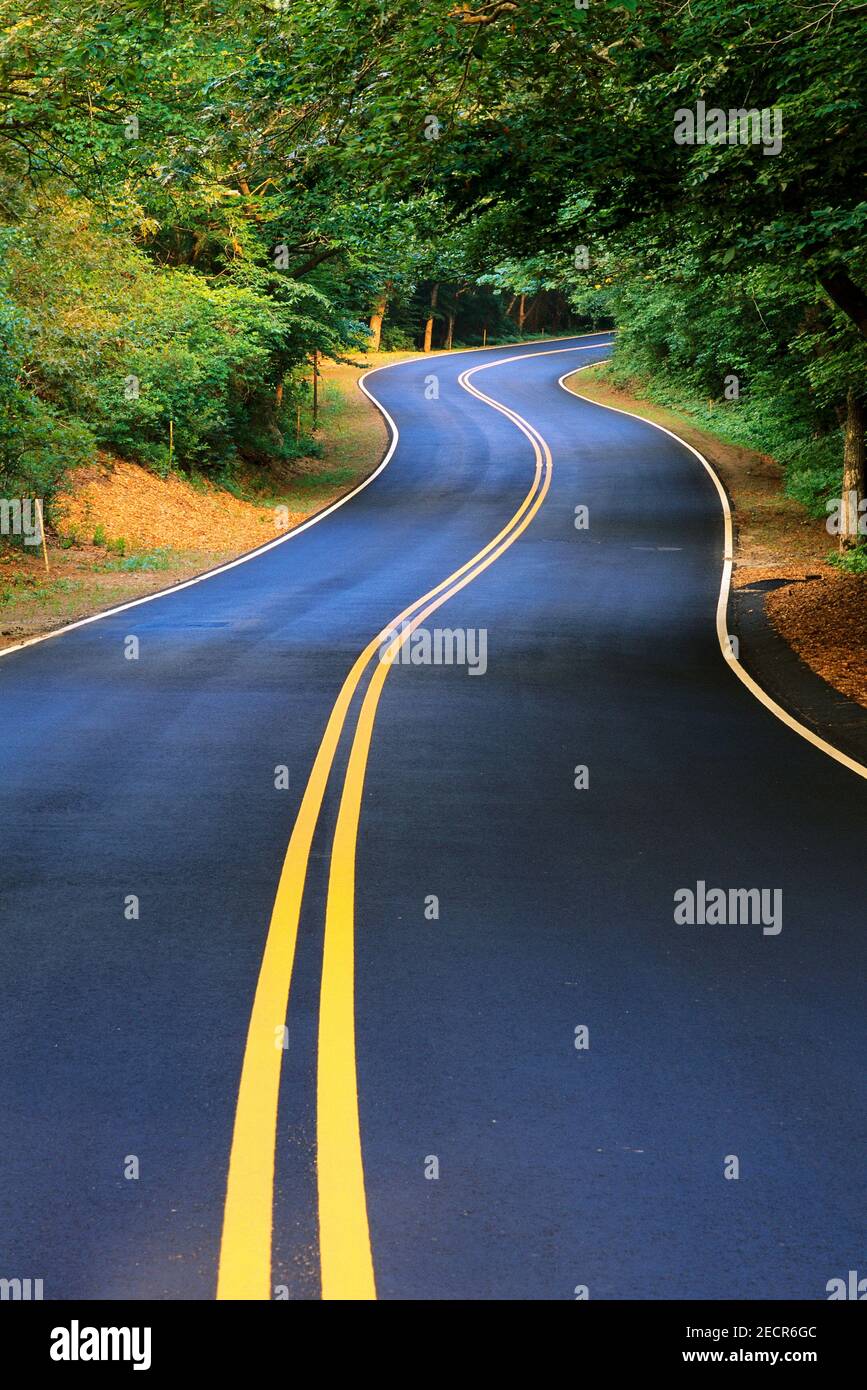 Tree Lined Road, Cape Cod, Massachusetts, USA Stock Photo - Alamy