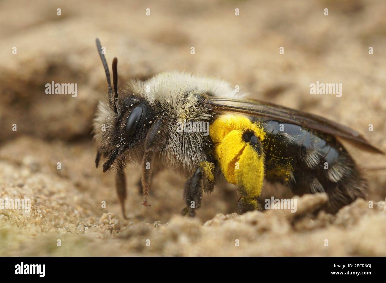 Closeup of a female grey-backed mining bee , Andrena vaga loaded with ...