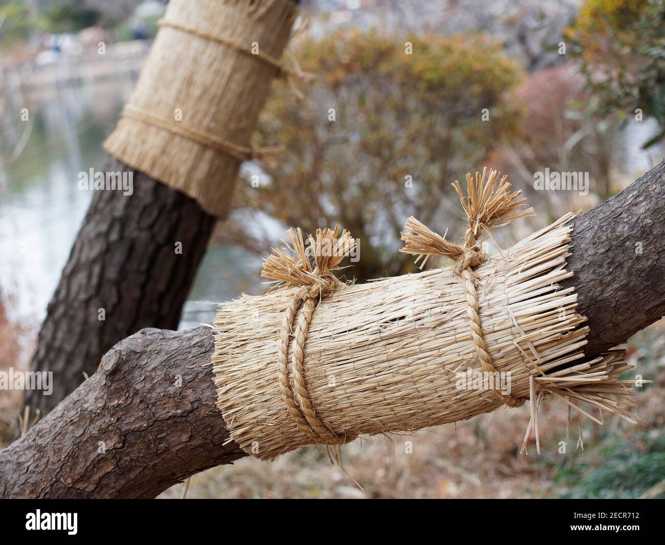Komo-maki rice wrapping on pine trees in Japan. These are used for pest ...