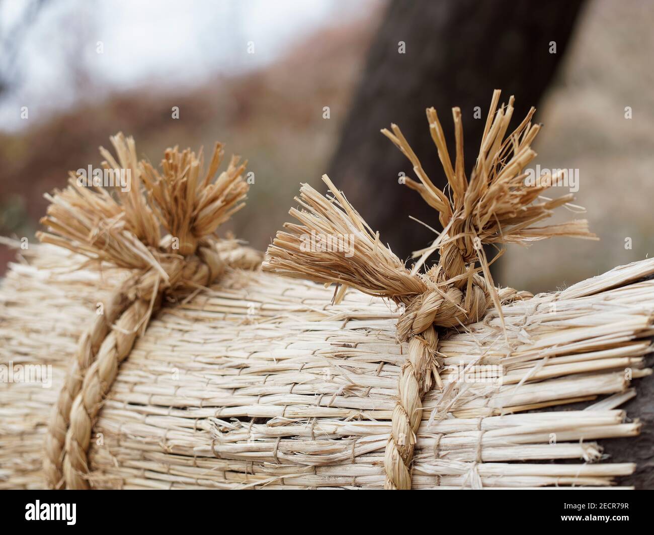 Komo-maki rice wrapping on pine trees in Japan. These are used for pest ...