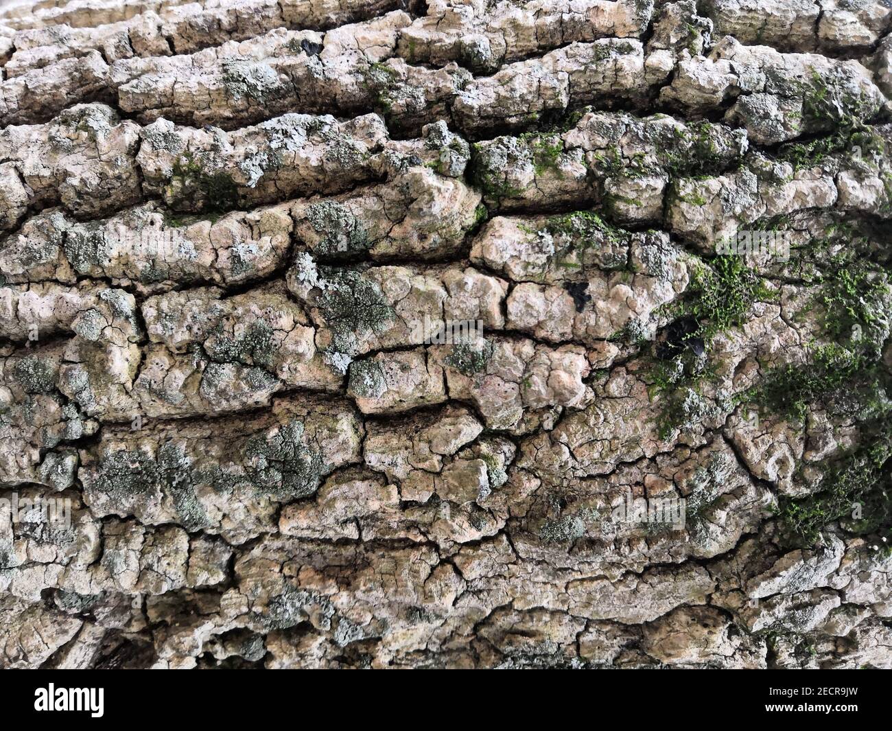 Closeup of texture background of an old oak tree bark Stock Photo - Alamy