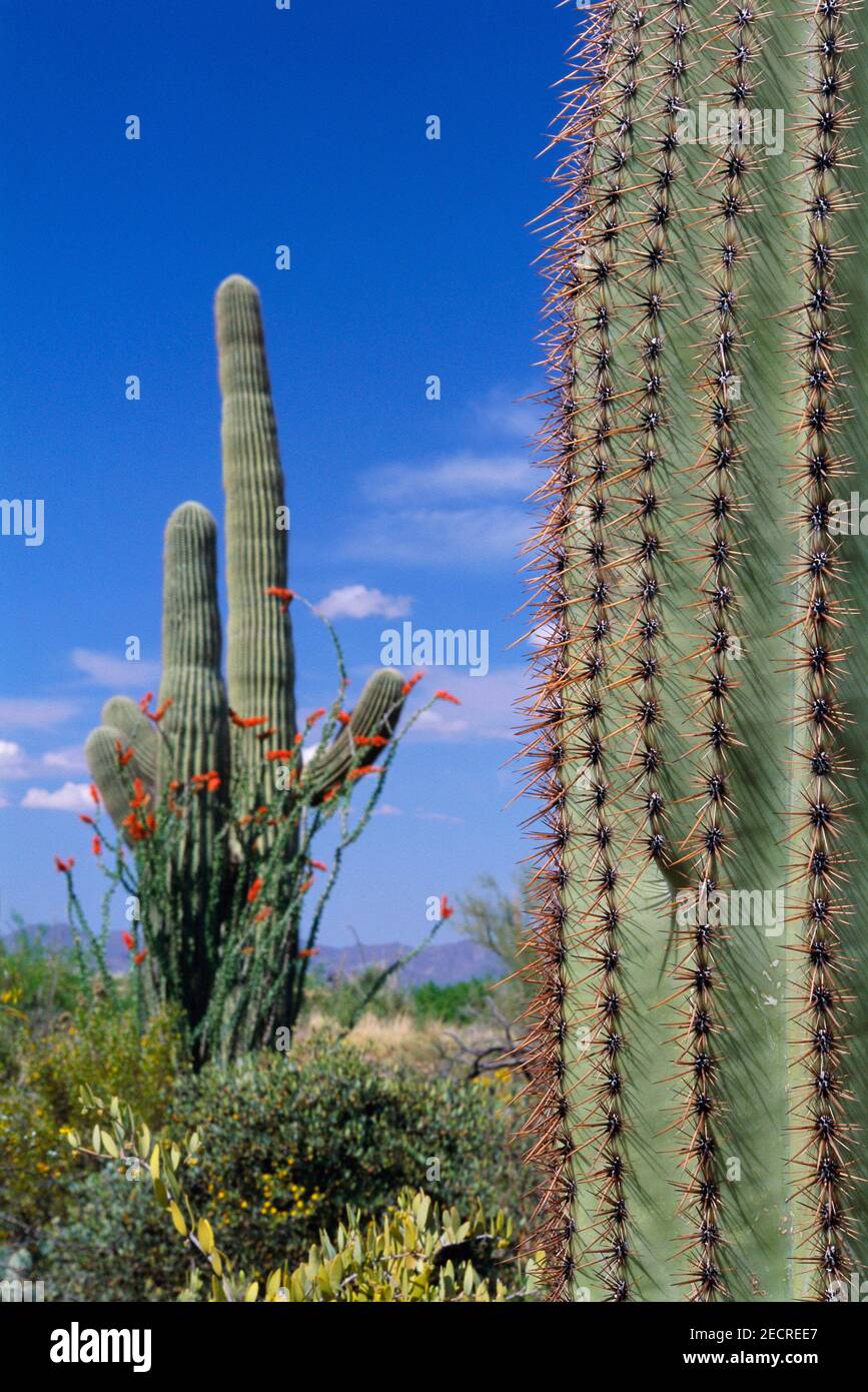 Saguaro in wild hi-res stock photography and images - Alamy