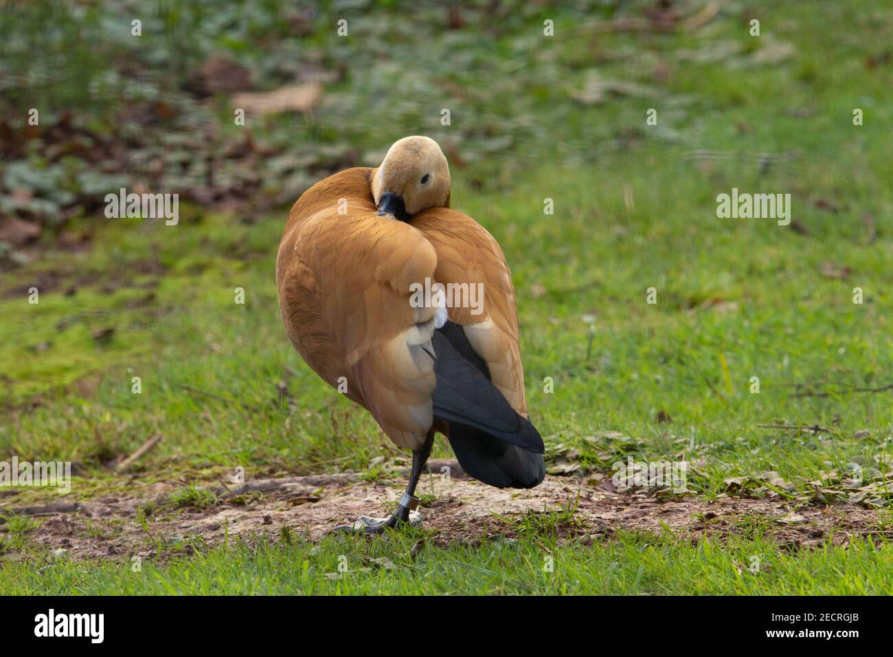 Egyptian goose (Alopochen aegyptiaca) a single Egyptian goose standing ...