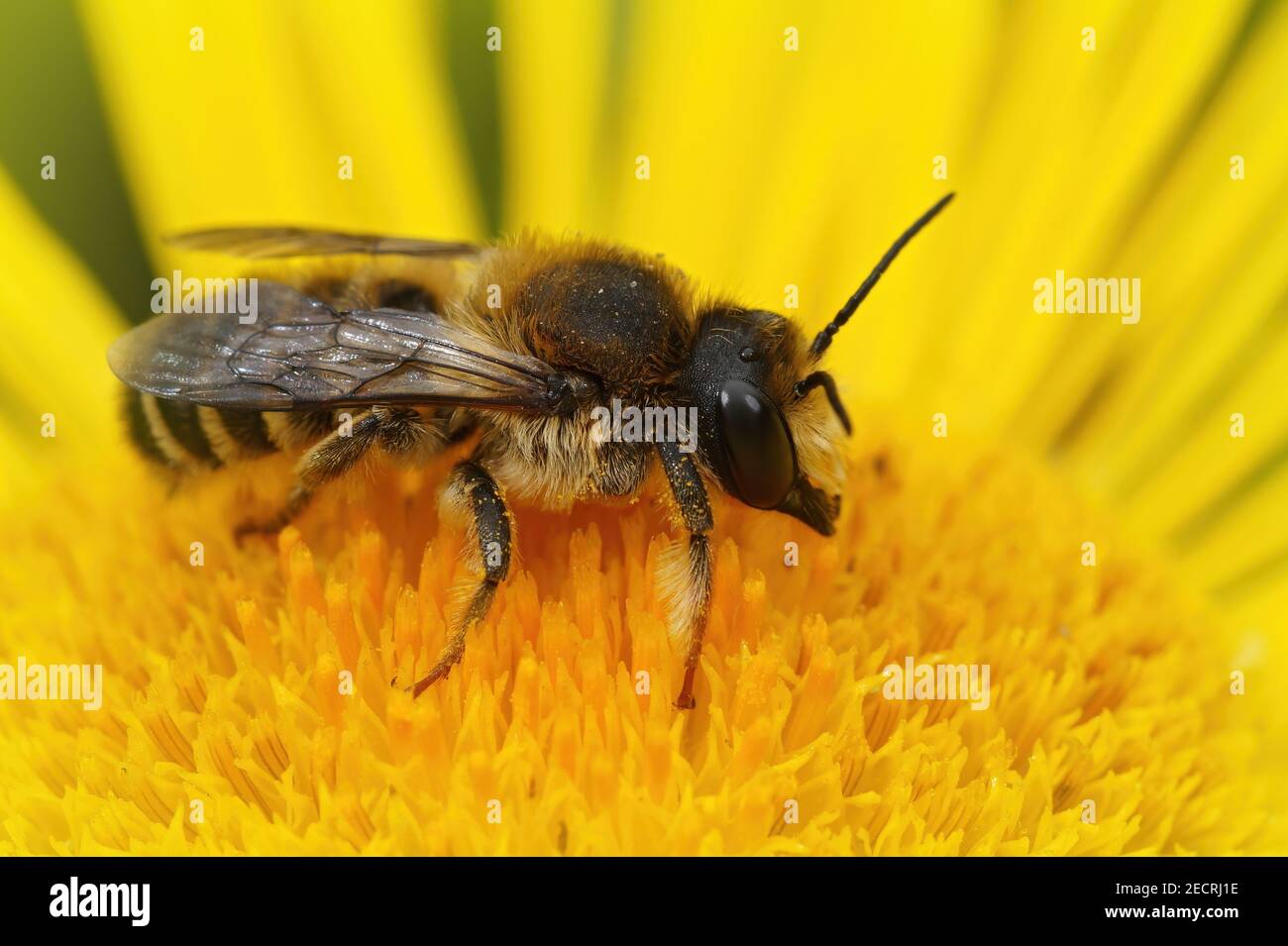 Mud bee hi-res stock photography and images - Alamy