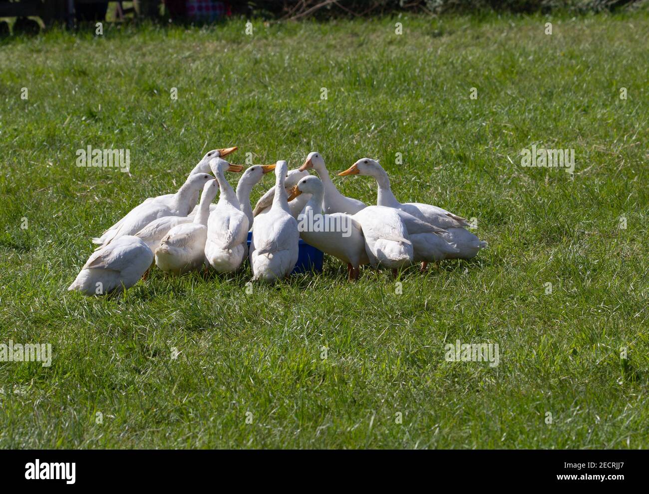 feeding show ducks at the Devon county show Stock Photo - Alamy