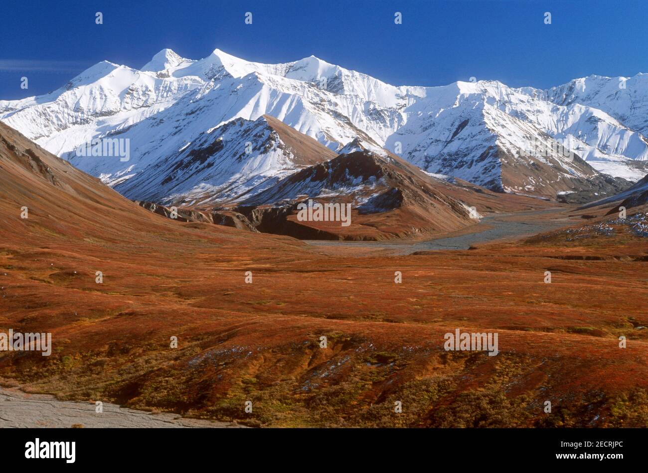 Alaska denali national park hi-res stock photography and images - Alamy