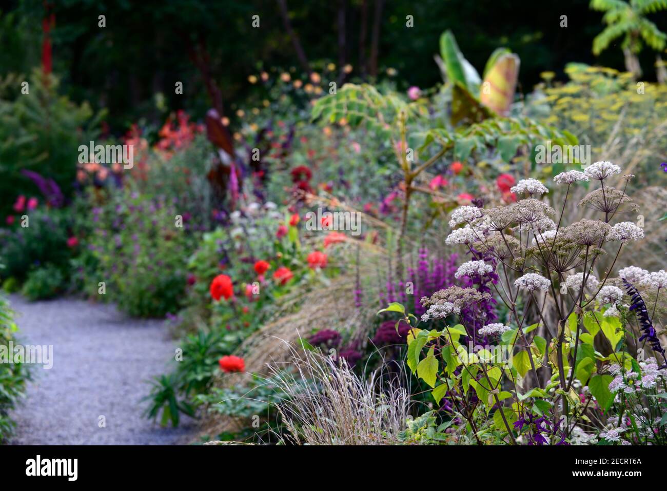 angelica sylvestris purpurea,salvia amistad,dahlia taratahi ruby ...