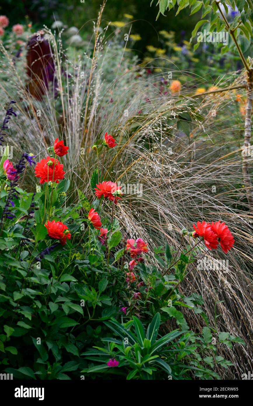dahlia taratahi ruby,waterlily dahlias,salvia amistad,Stipa gigantea ...