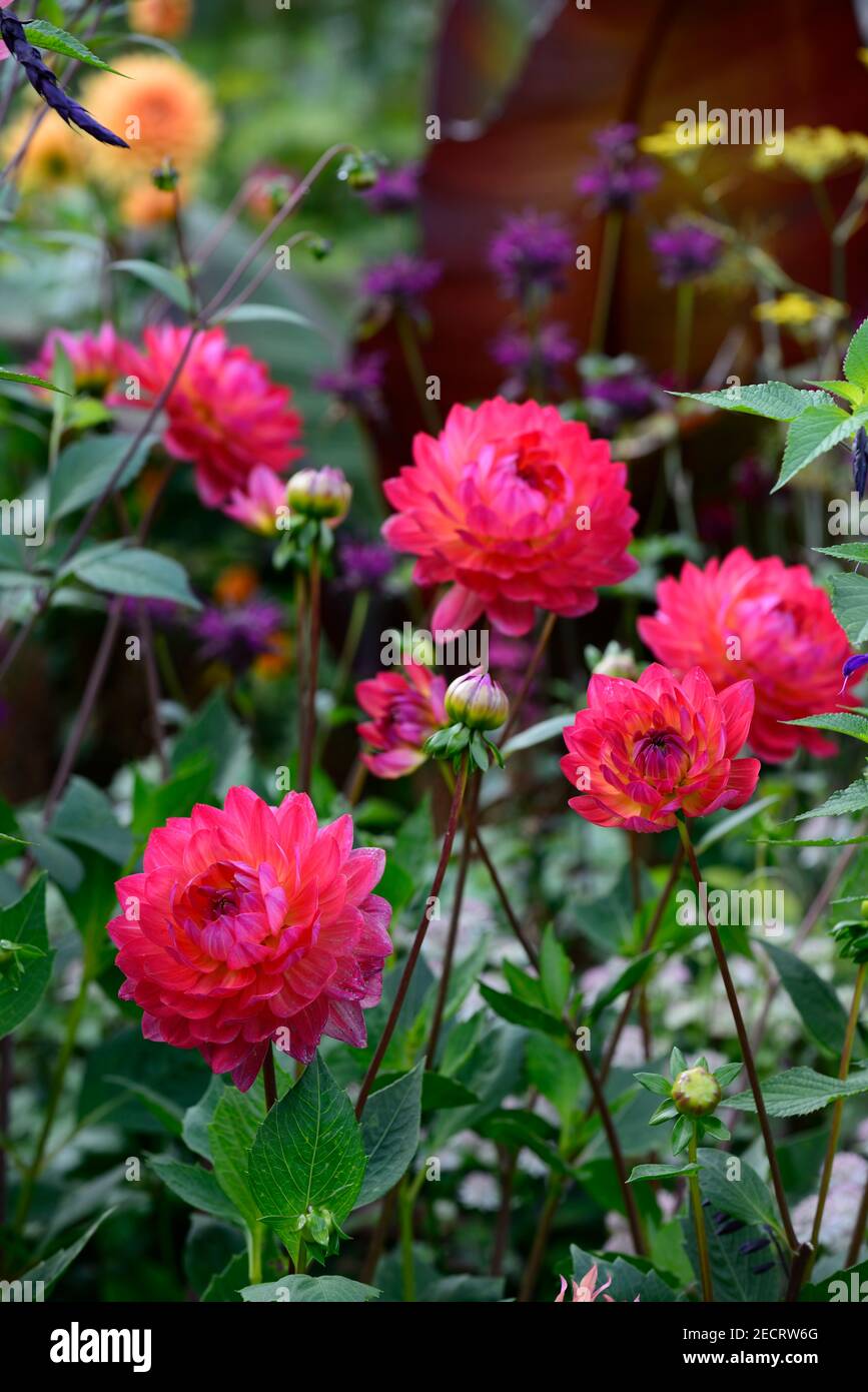 dahlia taratahi ruby,waterlily dahlias,salvia amistad,leaves,foliage ...