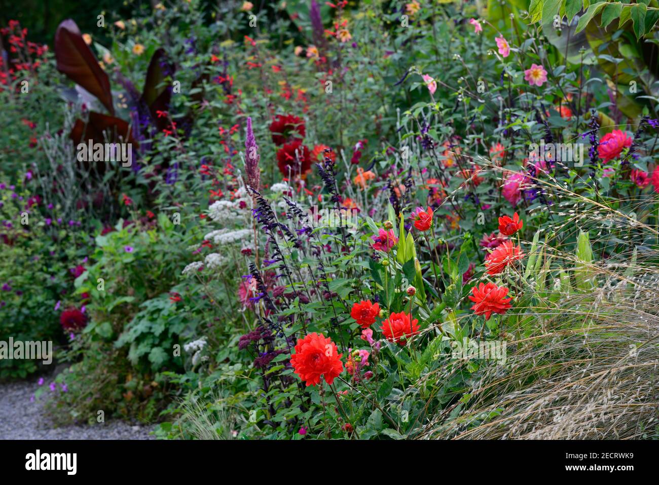 dahlia taratahi ruby,waterlily dahlias,salvia amistad,Stipa gigantea ...