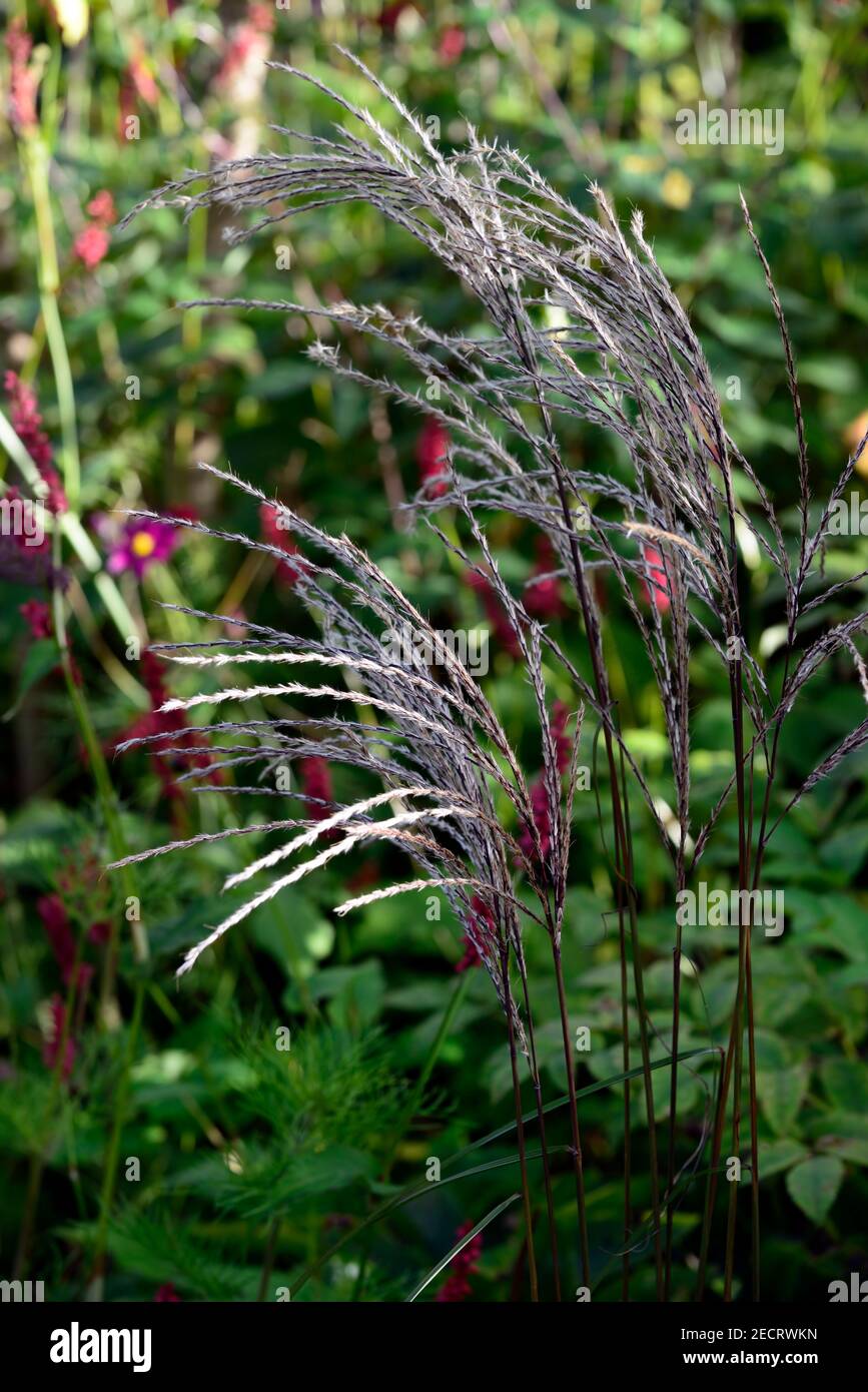 Miscanthus sinensis Hermann Mussel,grass,grasses,hardy ornamental grass ...