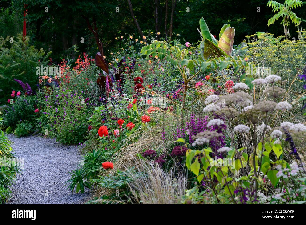 Dahlia taratahi ruby dahlia hi-res stock photography and images - Alamy