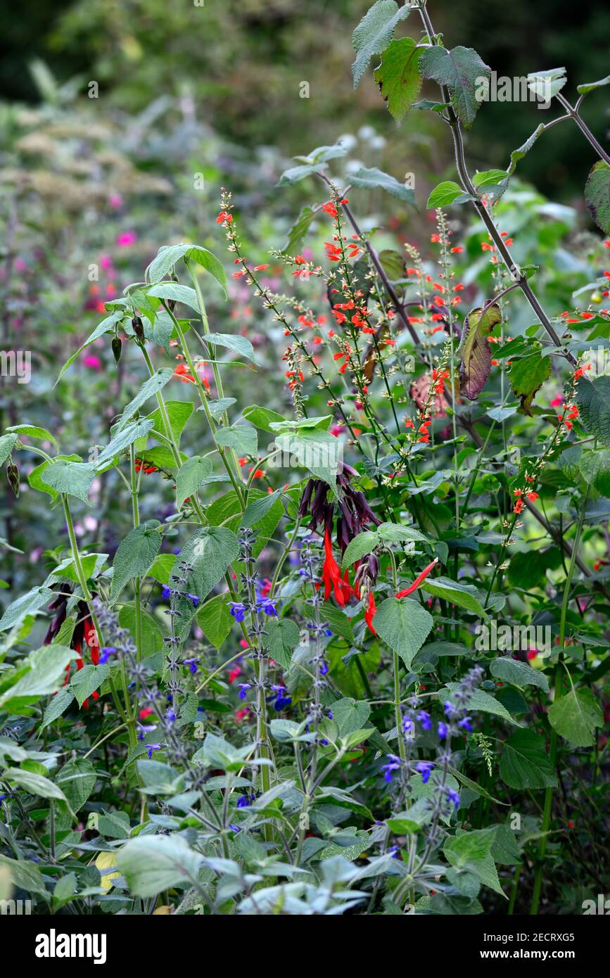 Salvia dombeyi,Salvia subrotunda,salvia patens,blue orange and red ...