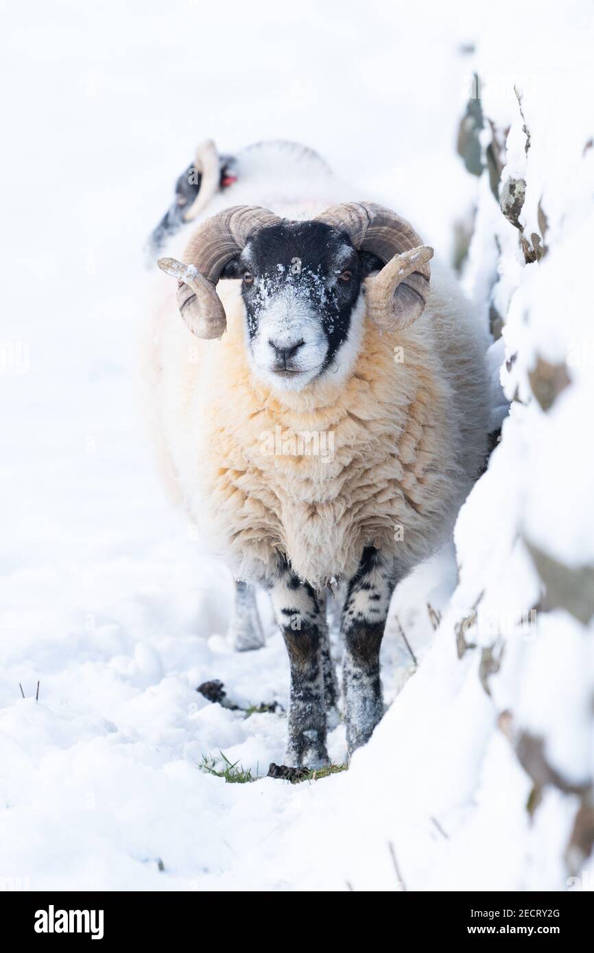 Blackface sheep sheltering in snow - Scotland, UK Stock Photo - Alamy