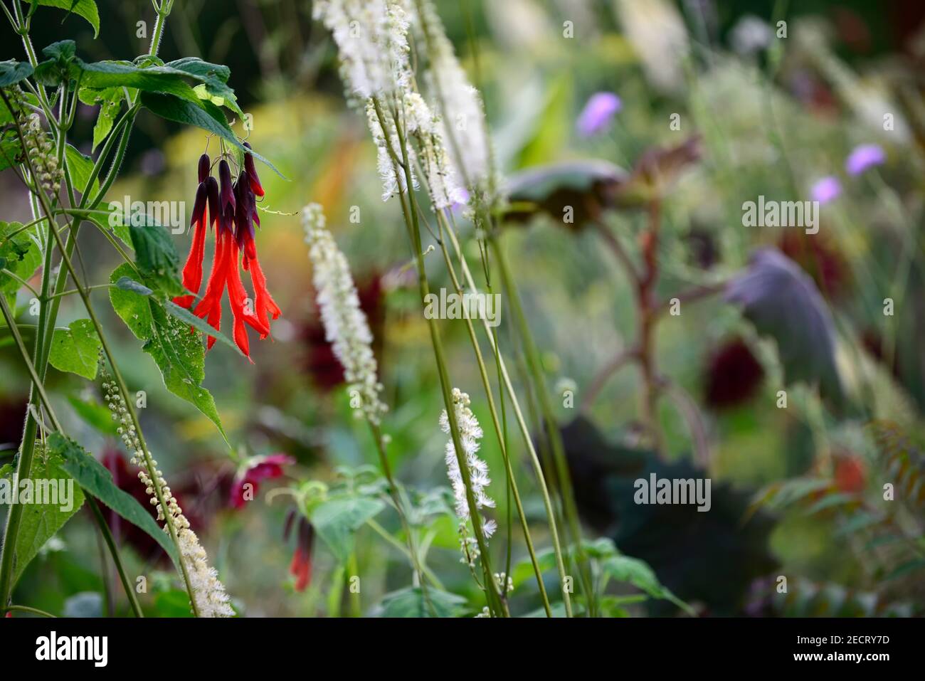 Salvia dombeyi,Actaea cordifolia Blickfang,giant bolivian sage,red ...