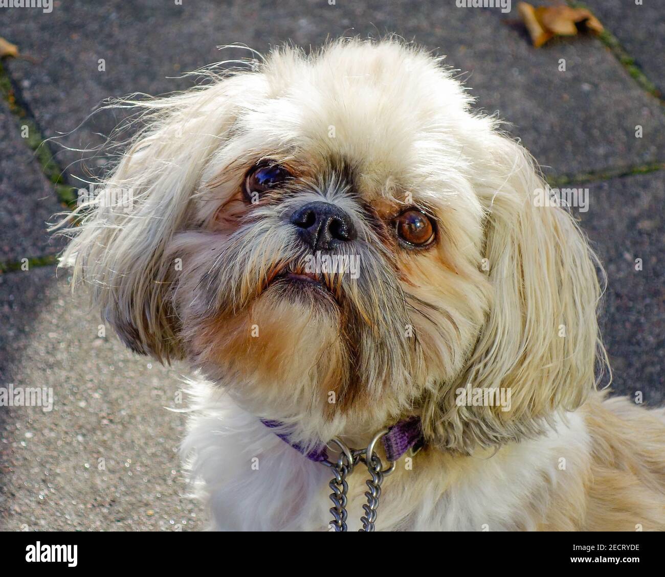 Mimi the shih tzu hi-res stock photography and images - Alamy