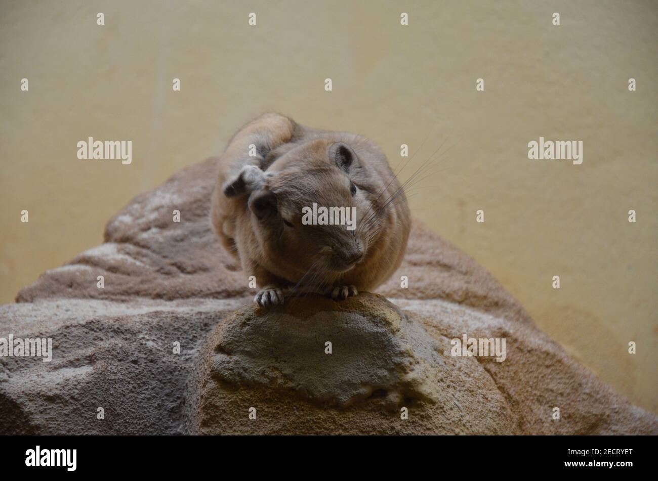 Common gundi (Ctenodactylus gundi) in Frankfurt zoo Stock Photo - Alamy