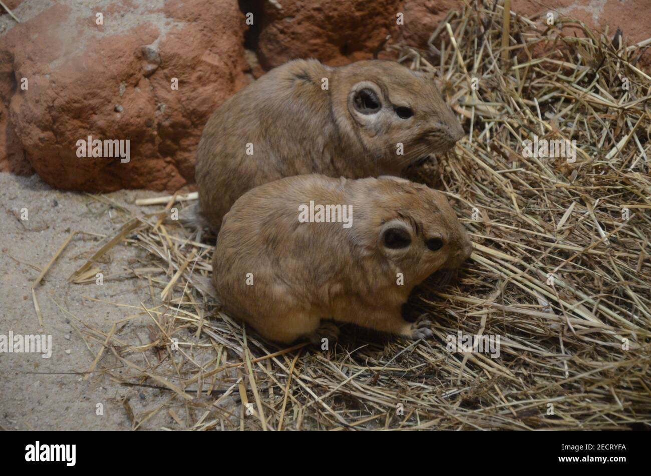 Common gundi (Ctenodactylus gundi) in Frankfurt zoo Stock Photo - Alamy