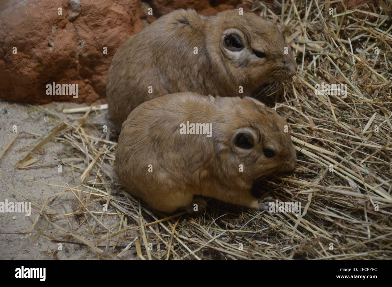 Common gundi (Ctenodactylus gundi) in Frankfurt zoo Stock Photo - Alamy