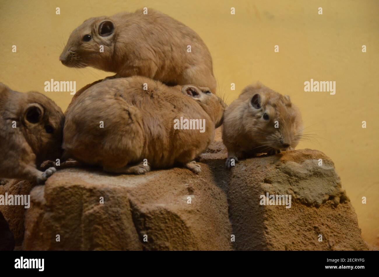 Common gundi (Ctenodactylus gundi) in Frankfurt zoo Stock Photo - Alamy