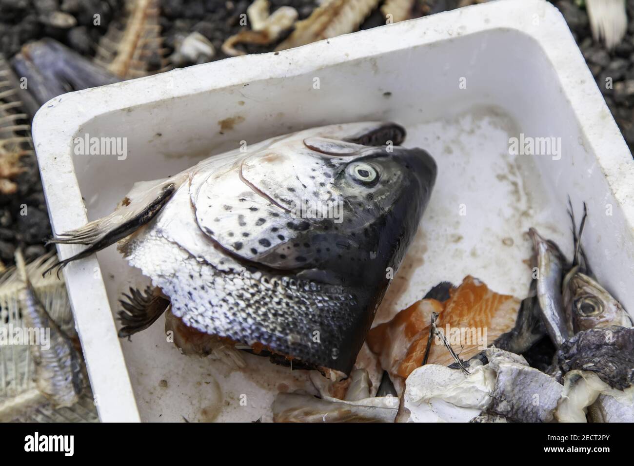 Animal waste hi-res stock photography and images - Alamy