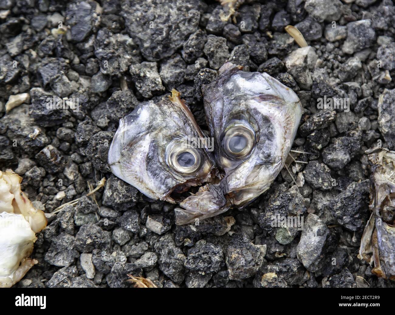 Shell dead fish hi-res stock photography and images - Alamy